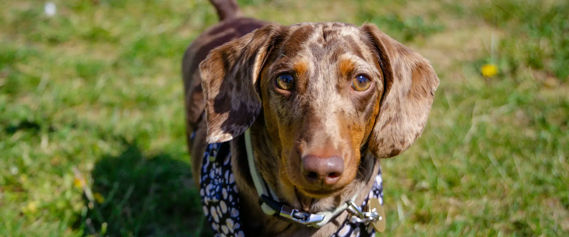 Long-Haired Dachshund Puppies - Coastal Dachshunds CT