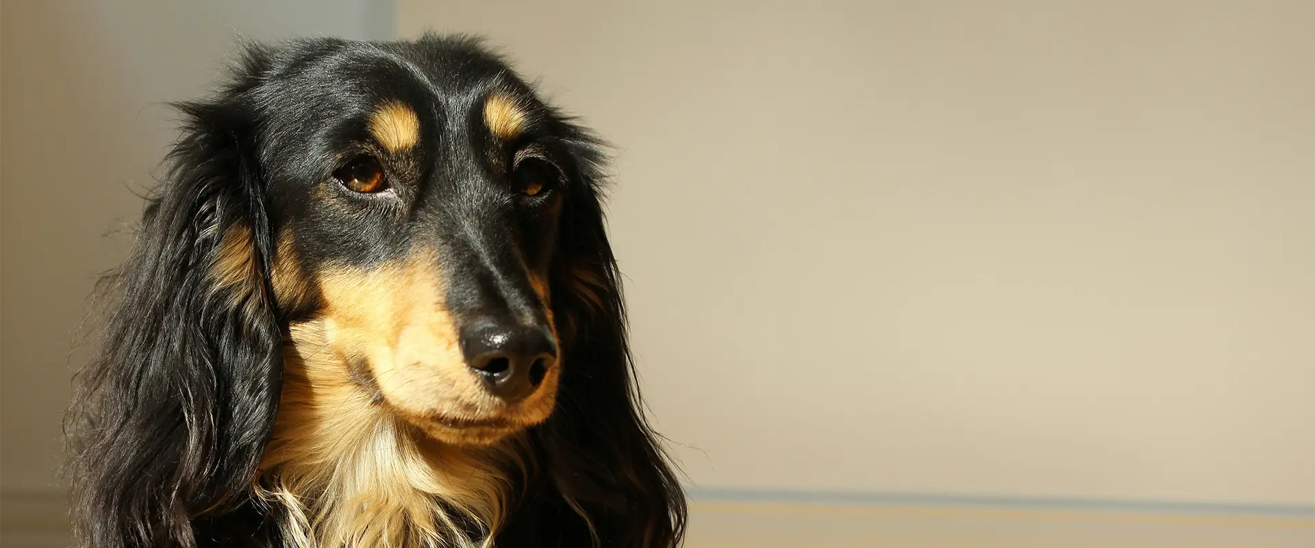 Dachshund Puppies Long Hair - Coastal Dachshunds CT